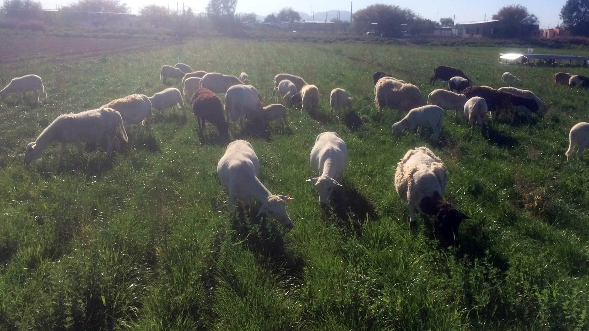 Borrego Libre Pastoreo – 18 Hermanos